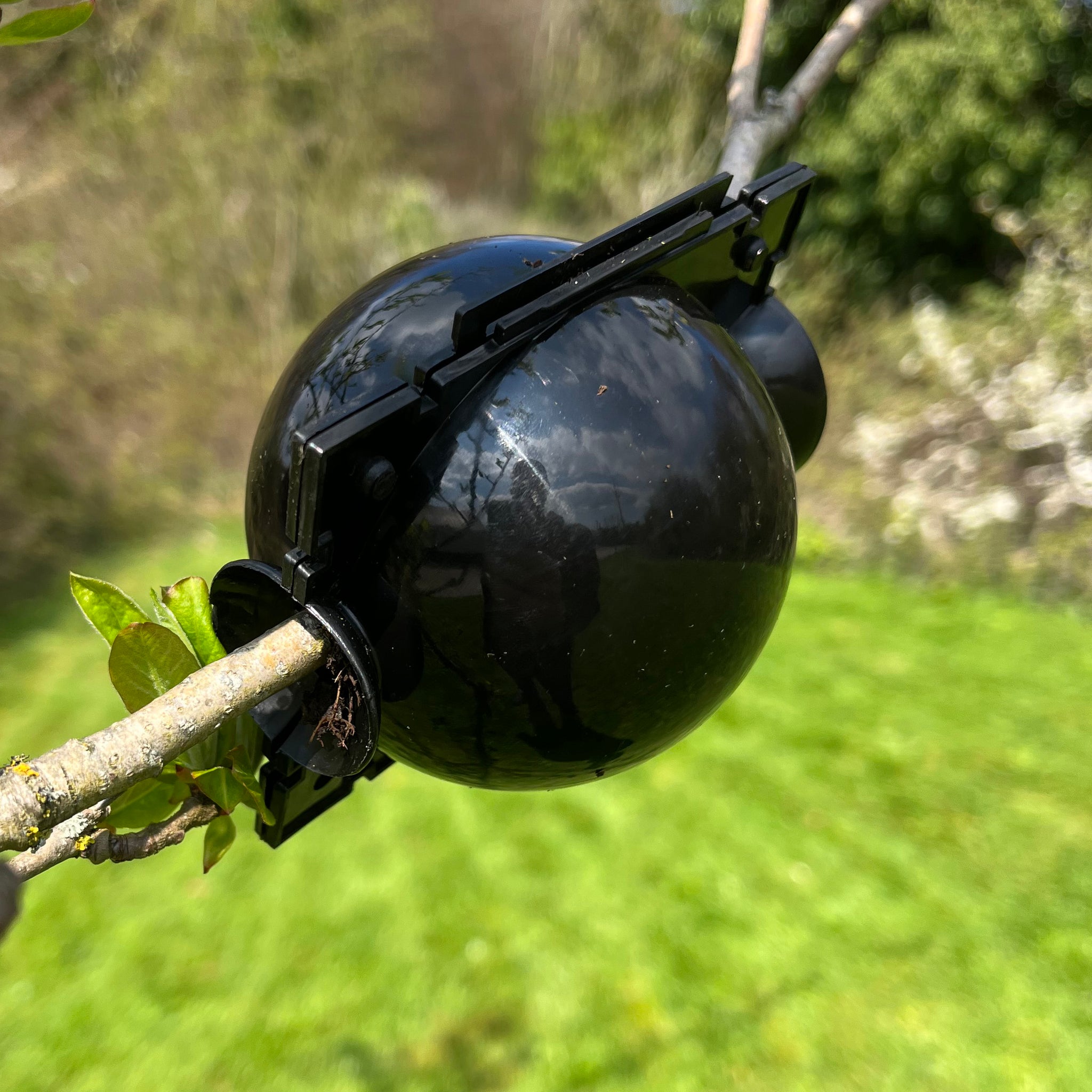 Plant Grafting Air Layering Set of 12 Root Propagating Balls – Selections